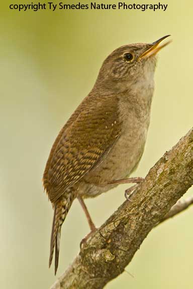 Singing House Wren