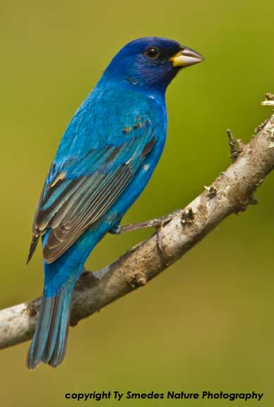 Male Indigo Bunting
