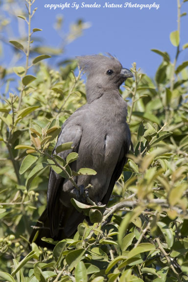 Grey Lourie (Go-Away Bird), Chobe National Park, Botswana