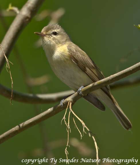 Warbling Vireo