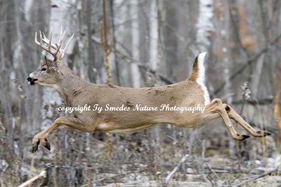 Running 12 Point Whitetail Buck