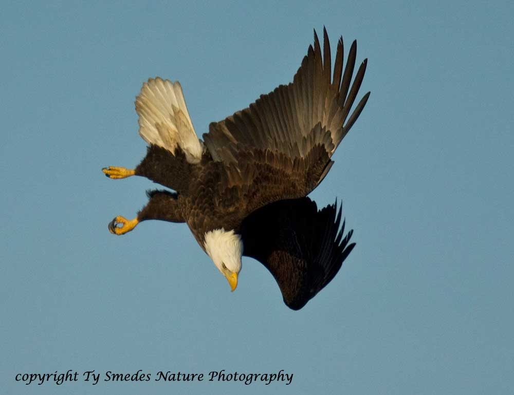 Bald Eagle Diving for Fish