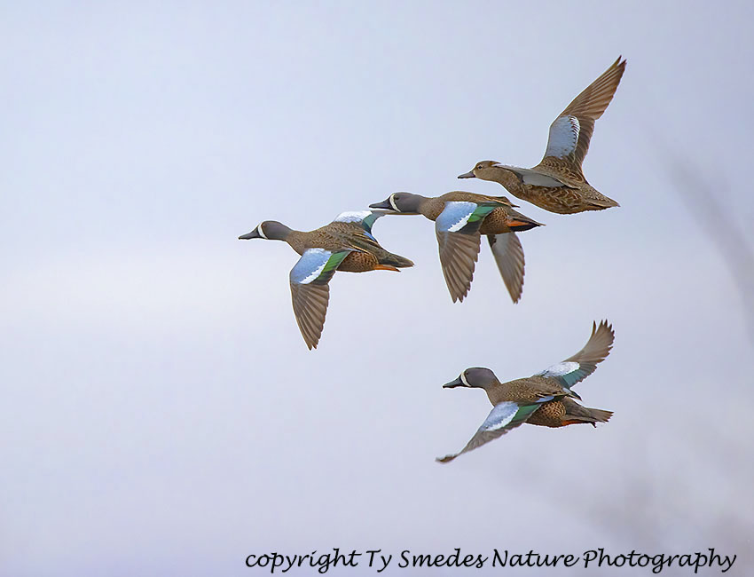 Bluewing Teal Courtship Flight