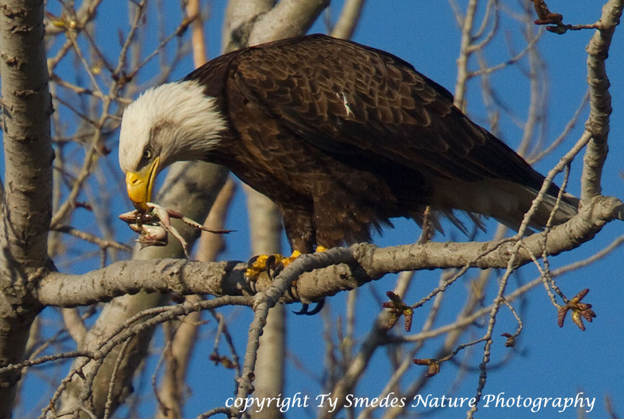 Bald Eagle with mating leopard frogs