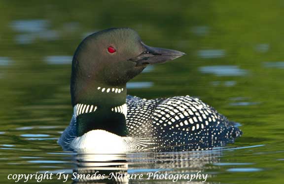 Male Loon loafing near nesting female