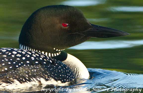 Male Loon loafing near nesting female