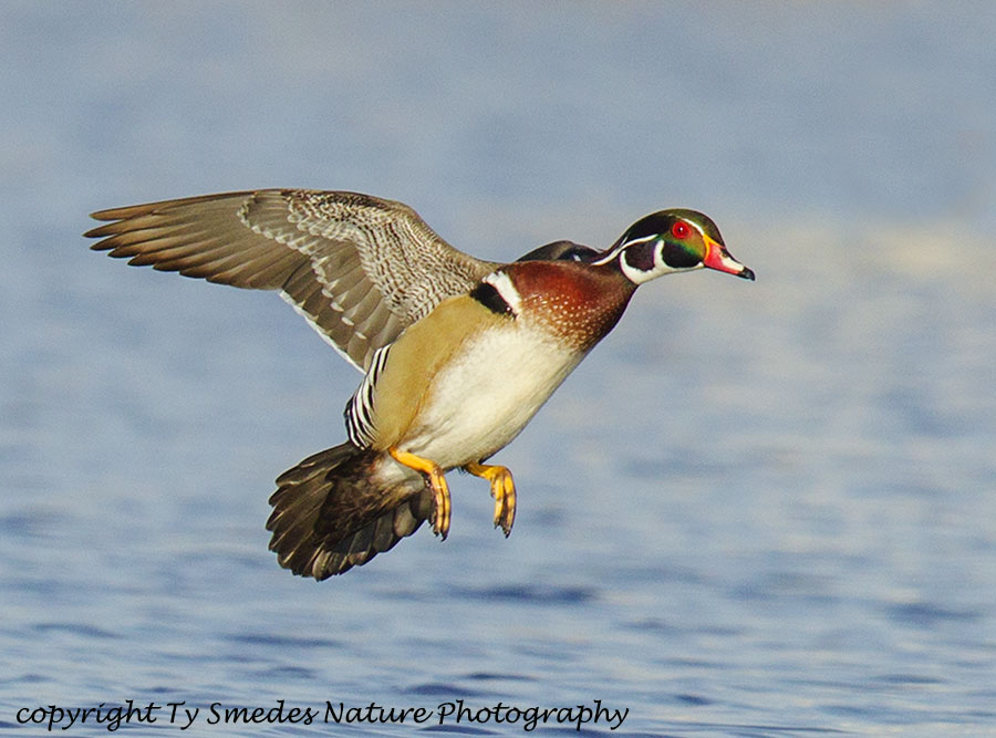 Wood Duck Drake Landing